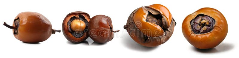 Four Different Types of Nuts are Shown in a Row. Isolated on ...