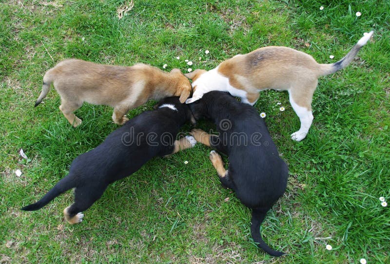 Four dogs stock photo. Image of adorable, mammal, field - 26081504