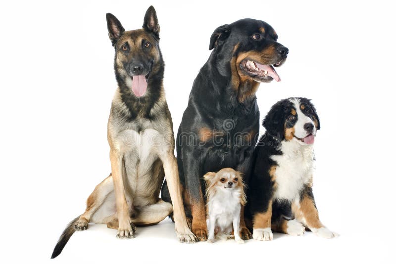 Four dogs stock image. Image of canine, four, beautiful - 10417909