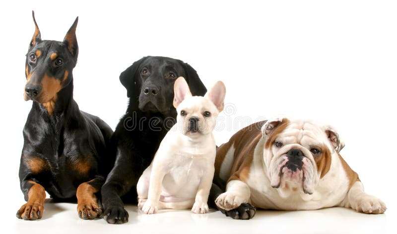 Large Group of Dogs in and Surrounding a Kennel Stock Image - Image of ...
