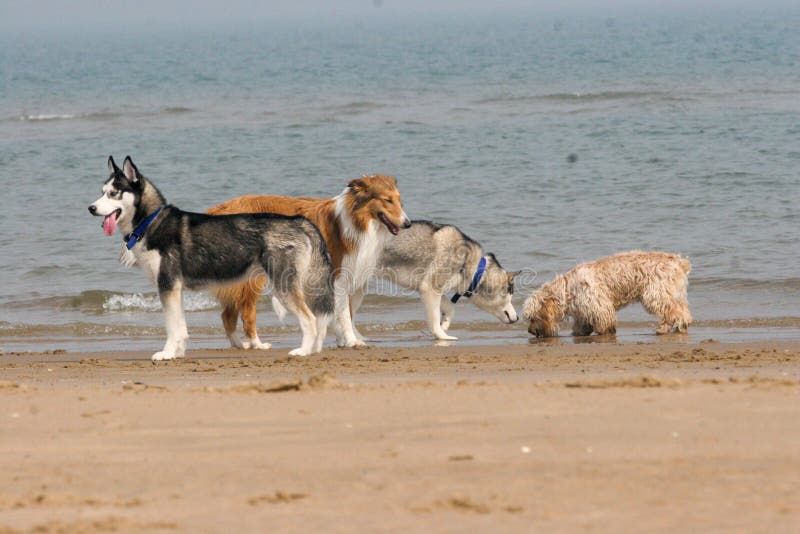 Four dogs at the beach stock photo. Image of dogs, outdoors - 68764452