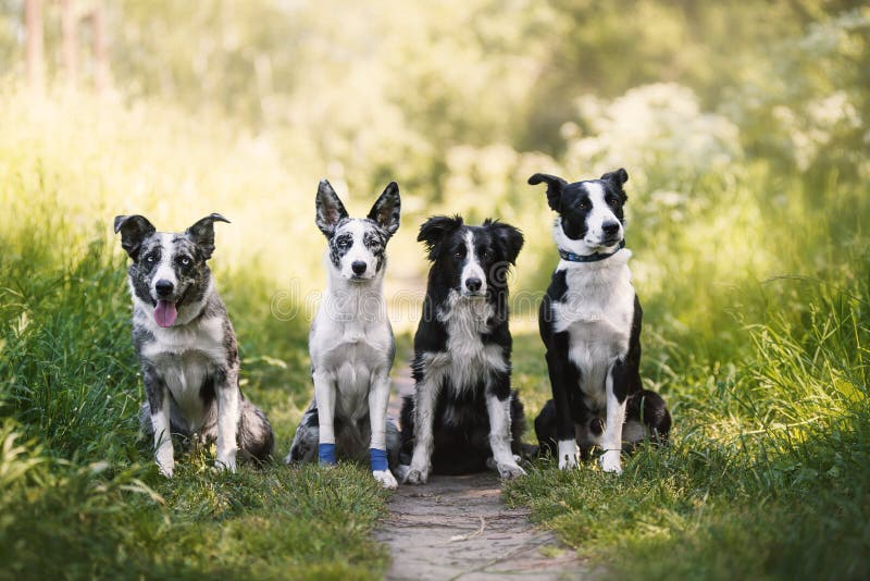 Four Dogs Border Collie in Summer Stock Image - Image of color ...