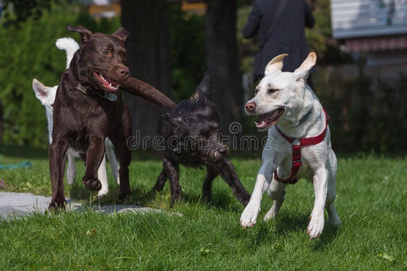 Four Dogs Playing Happily Together Stock Photo - Image of cute, running ...