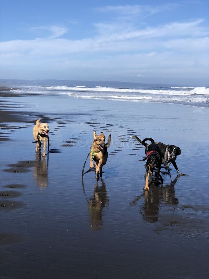 Four Dogs Running on the Beach Stock Image - Image of sand, coast ...
