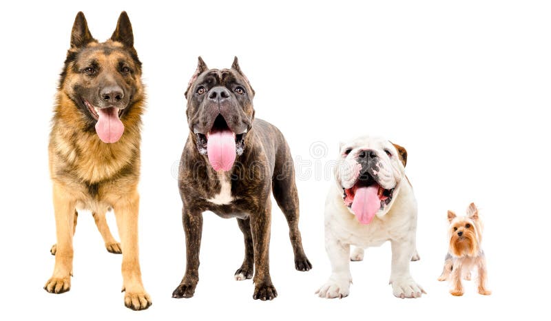 Four Dogs Play Happy in the Water Stock Image - Image of emotion ...