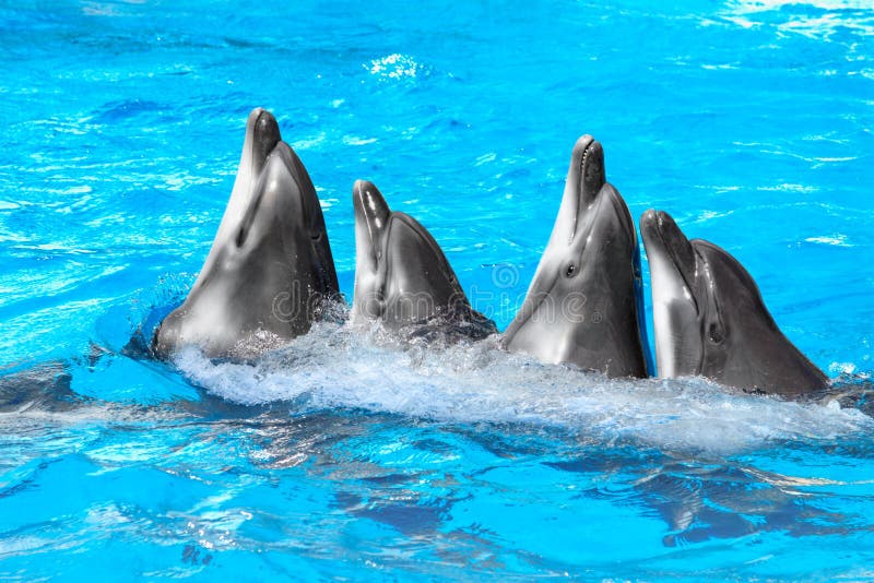 Four Dolphins and Beluga Dancing Lambada Stock Image - Image of living ...