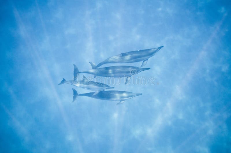 Pod of dolphins from above stock image. Image of wide - 18999919