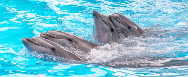 Four Dolphins Swim in the Pool Stock Image - Image of play, fish: 303286441