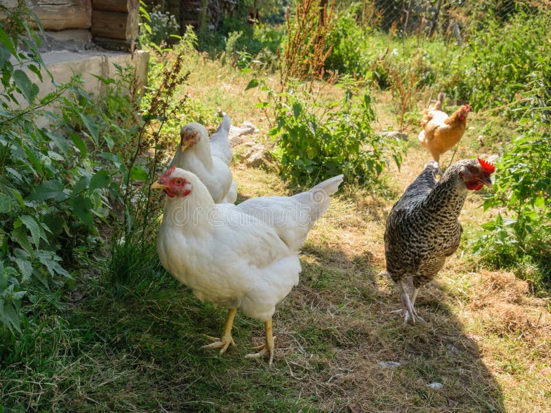 Four Domestic Hens on a Bright Sunny Day Stock Image - Image of ...