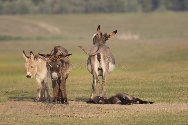 Four donkeys on the meadow stock photo. Image of mammal - 81896820