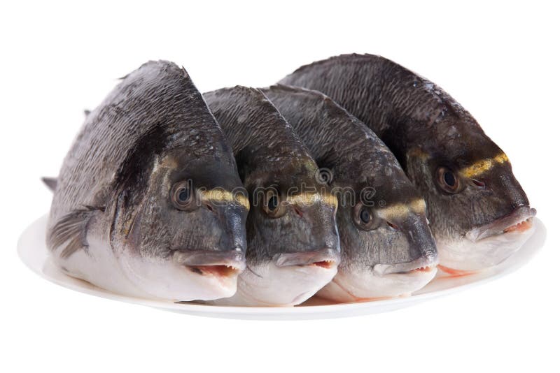 706 White Flake Fish Stock Photos - Free & Royalty-Free Stock Photos ...