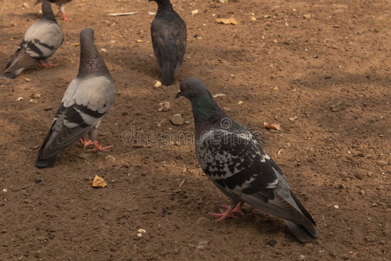 Four Doves Turned Away and Walk Away on the Ground Stock Image - Image ...