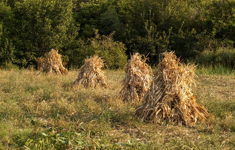 Two dry corn ears stacks stock photo. Image of landscape - 26625558