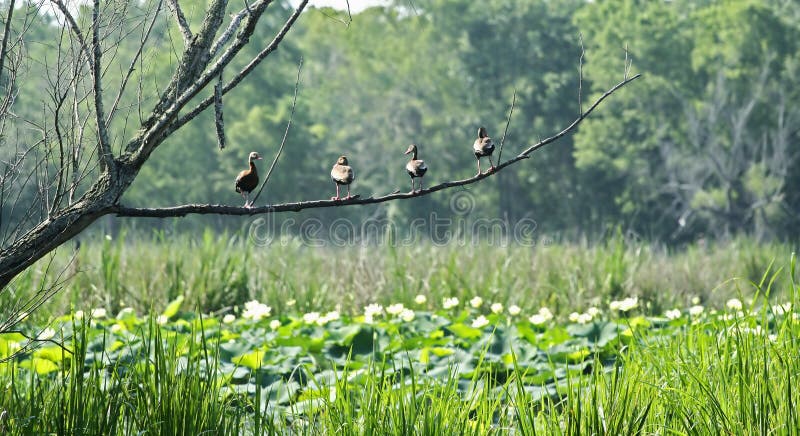 Four Duck Standing On Tree Branch Picture. Image: 1045180