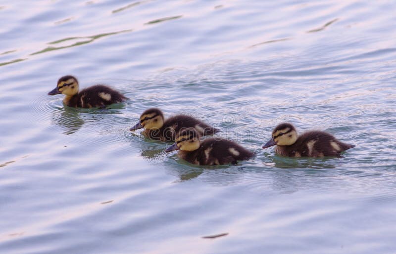 Four ducklings stock image. Image of peace, bird, focus - 40353543