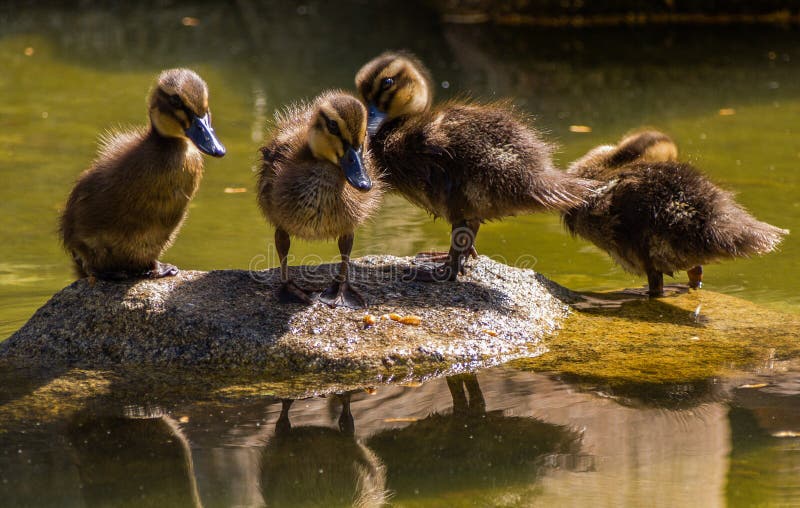 Four ducklings on a stone stock photo. Image of duck - 61962472