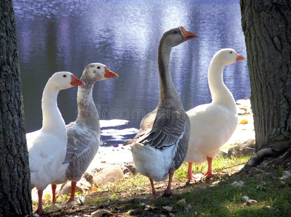 Four Ducks stock photo. Image of farm, birds, animals - 3996208