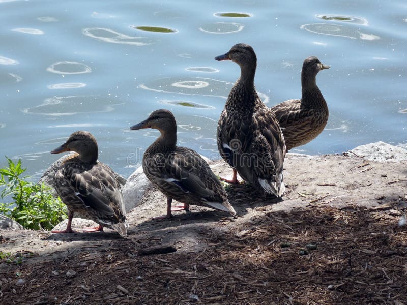 Four Ducks on the Beach stock photo. Image of river - 226109614