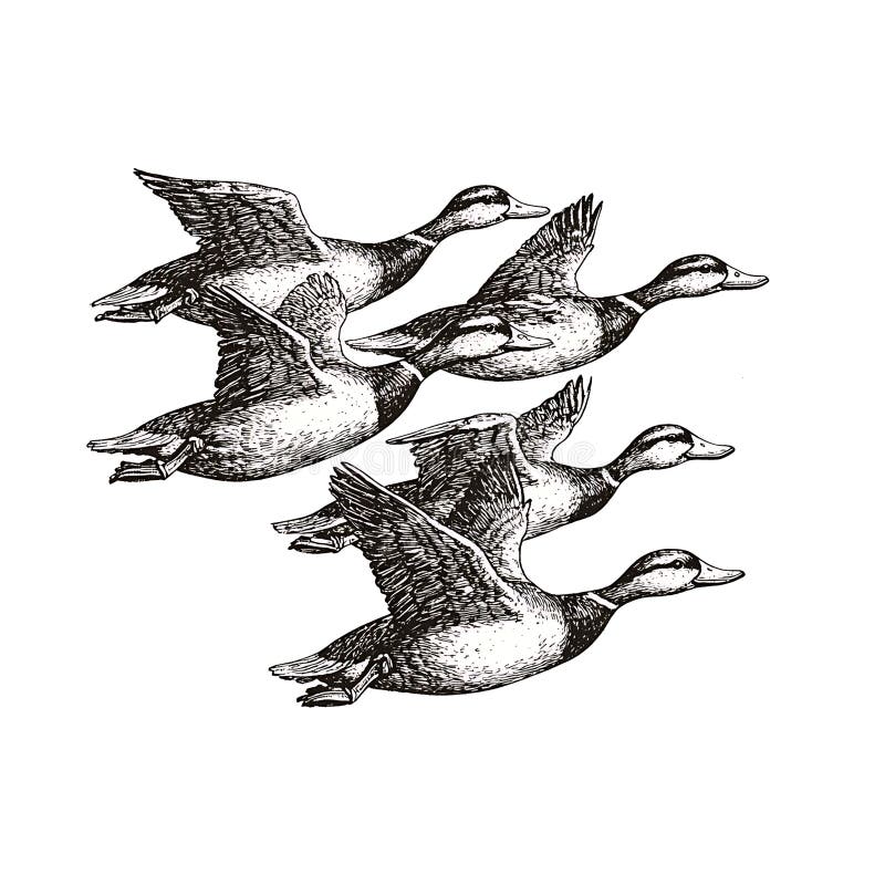 Four Ducks in Flight, Sketched Illustration Stock Illustration ...