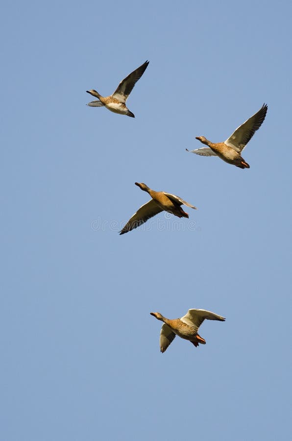 Four Ducks Flying in a Blue Sky Stock Image - Image of america, flying ...