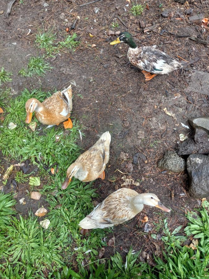 Four Ducks Foraging in the Mud Stock Image - Image of nature, four ...