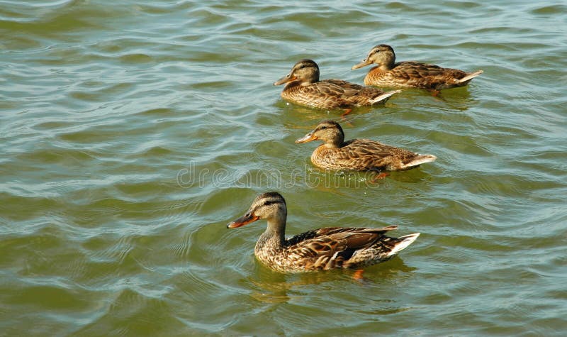 Four ducks in the lake stock photo. Image of environment - 20537436