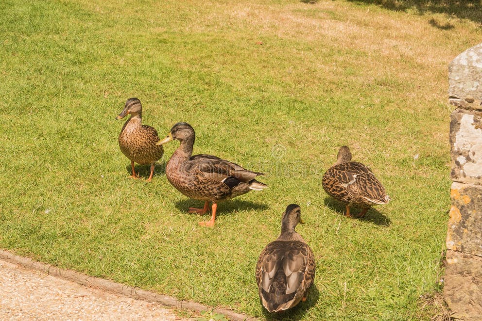 Four ducks stock photo. Image of nature, lake, main, wing - 60778536