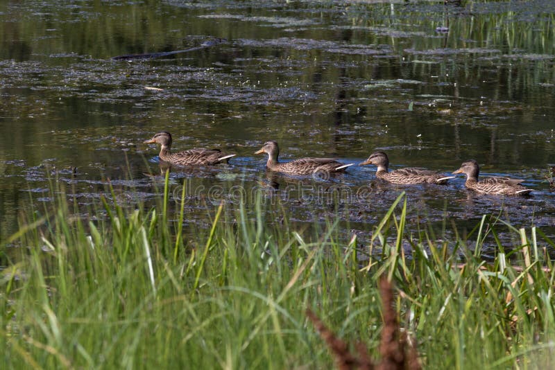 Four Ducks in the Pond in Summer Time Stock Photo - Image of pond, four ...