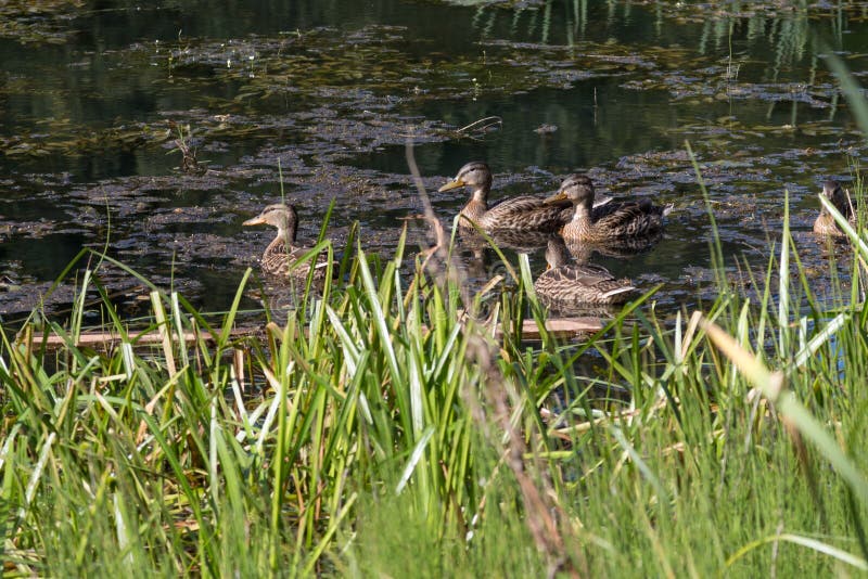 Four Ducks in the Pond in Summer Time Stock Image - Image of grey, pond ...