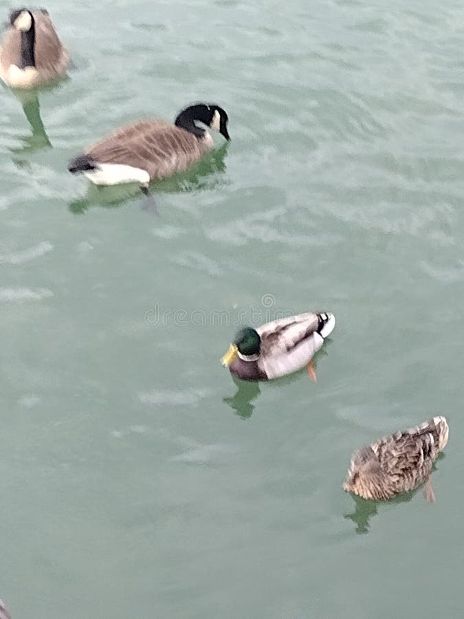 Four Ducks Swimming at the Dock Stock Image - Image of water, ducks ...