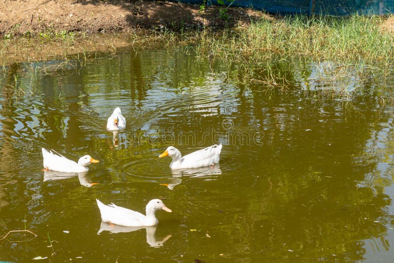 Four Ducks are Swimming in a Pond Stock Photo - Image of object, flock ...