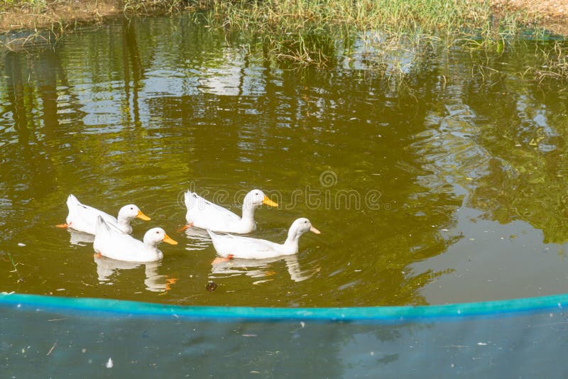 Four Ducks are Swimming in a Pond Stock Photo - Image of garden ...