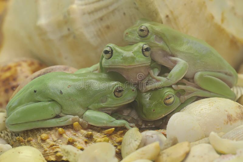 Four Dumpy Frogs are Resting. Stock Image - Image of cute, flower ...