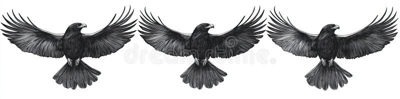 Four Eagles Captured in Flight Reveal Intricate Details of Their Wing ...