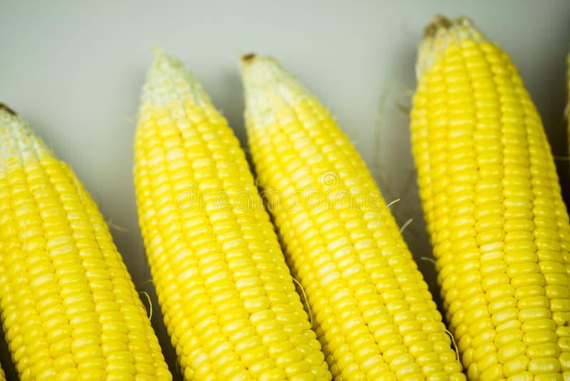 Four Ears of Yellow Young Corn Stock Photo - Image of grain ...