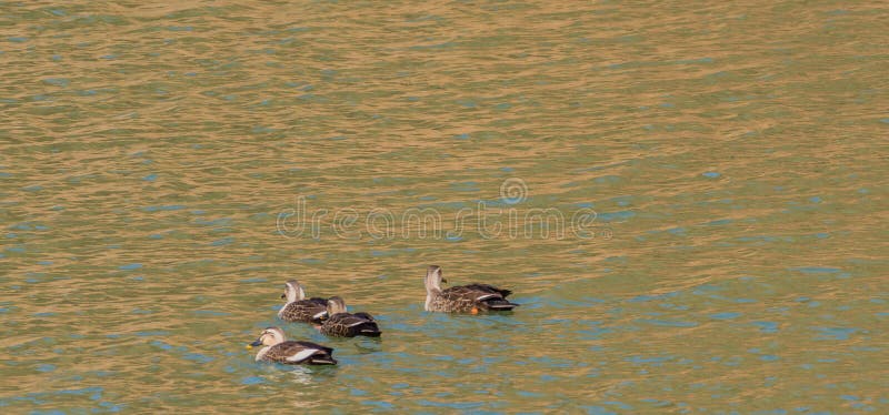 Four Eastern Spot-billed Ducks Swimming Together Stock Image - Image of ...