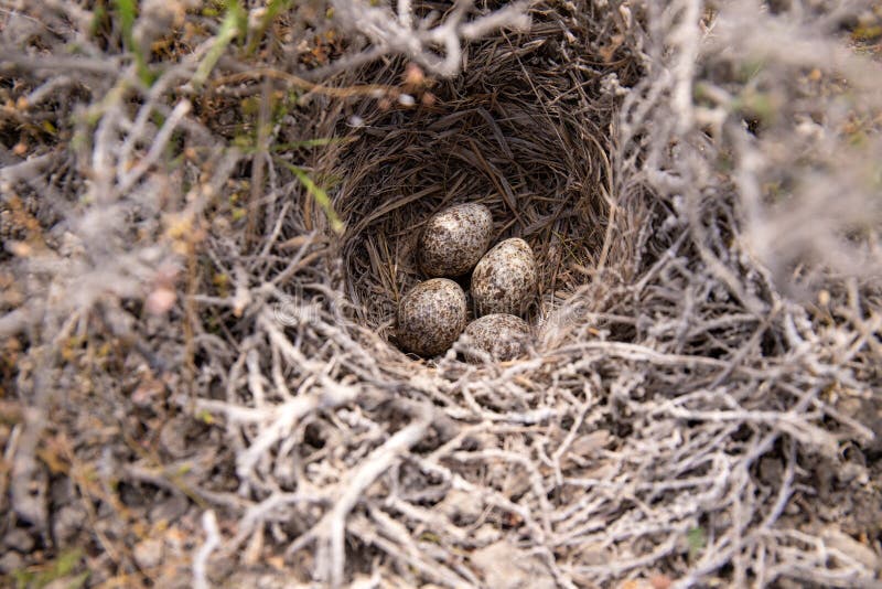 Four eggs in the nest stock photo. Image of macro, white - 264146894