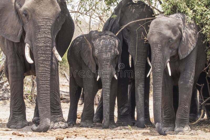 525 Four Elephants Stock Photos - Free & Royalty-Free Stock Photos from ...