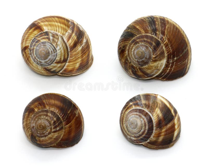 Four Empty Snail Shell Isolated on White Backround. Stock Photo - Image ...