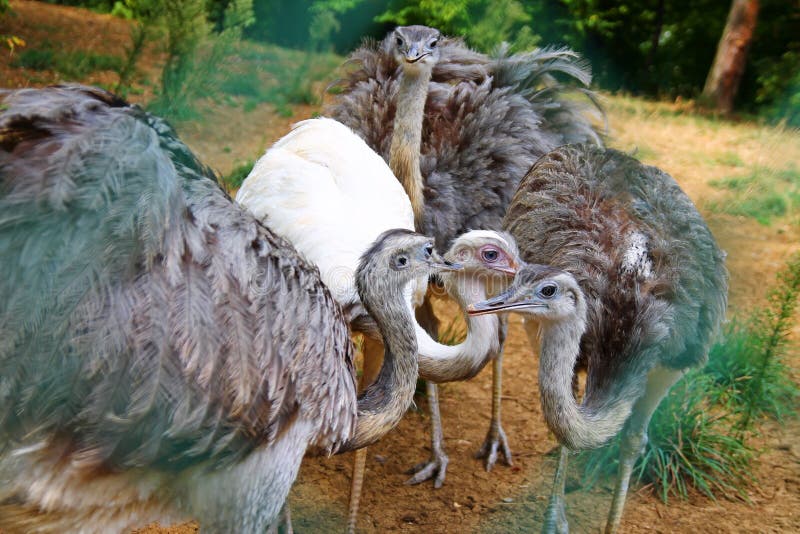 Four emus stock photo. Image of bojnice, birds, emus - 60943792