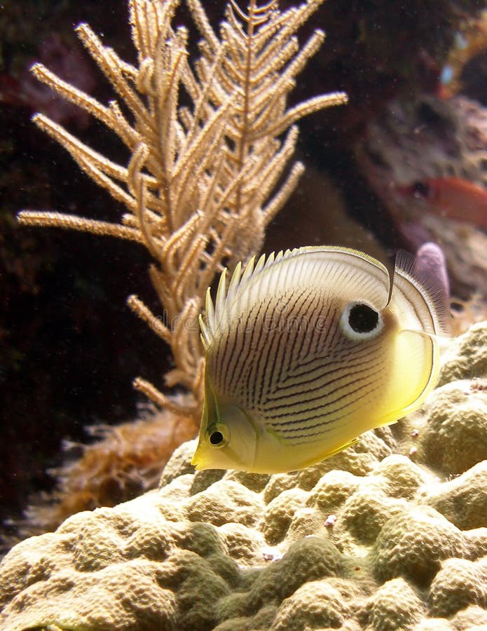 Four-Eyed Butterfly fish stock photo. Image of beautiful - 16193774