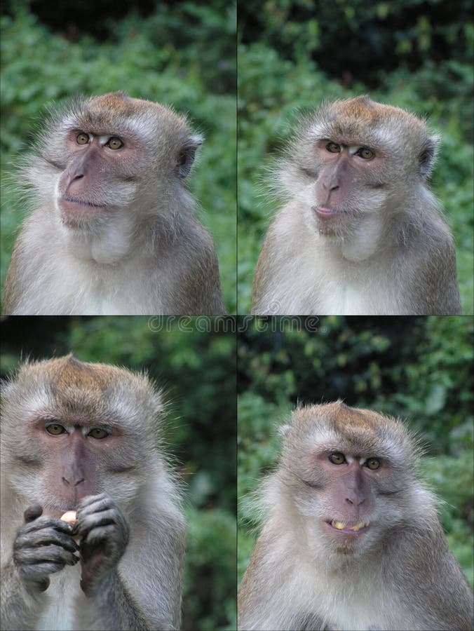 Four faces of monkey stock photo. Image of animals, expressions - 855810