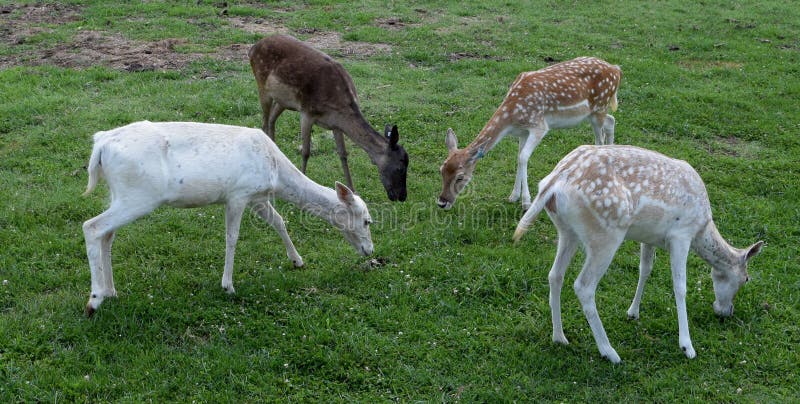 Four Fallow Deer grazing stock image. Image of standard - 104567935