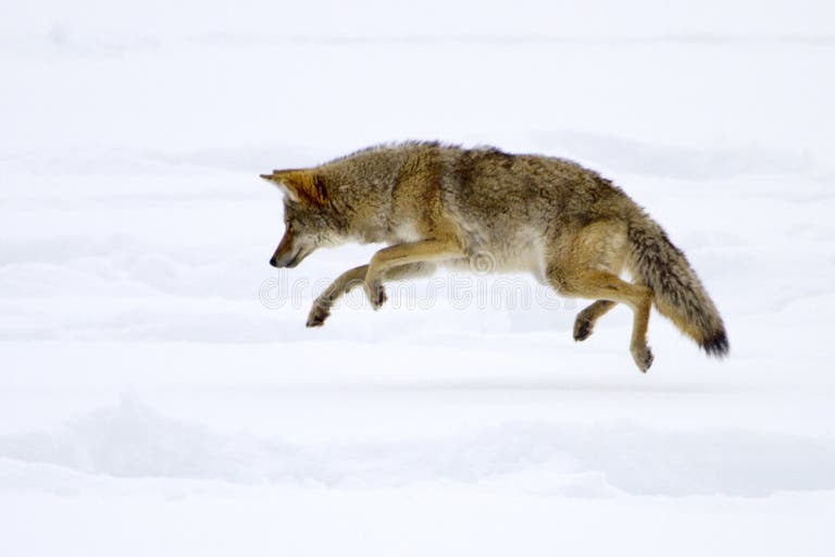 126 10 Feet Air Stock Photos - Free & Royalty-Free Stock Photos from ...