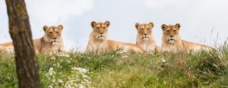 Lioness and four cubs stock photo. Image of africa, savana - 7415894