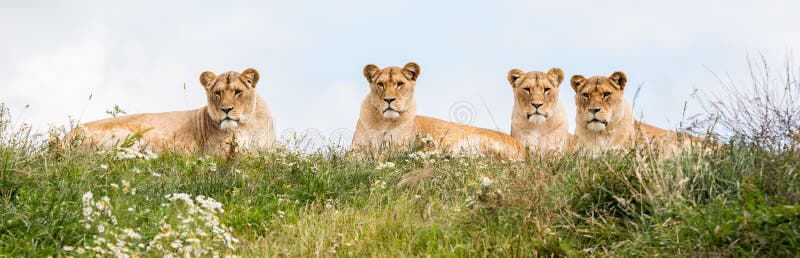 Four female lions stock image. Image of feline, carnivore - 74466471