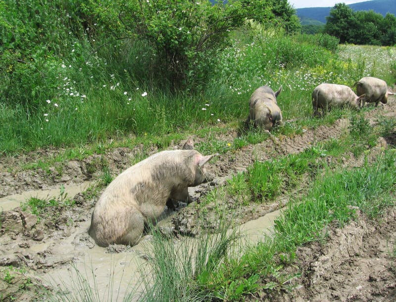 Four Filthy Pigs Stock Photos - Free & Royalty-Free Stock Photos from ...