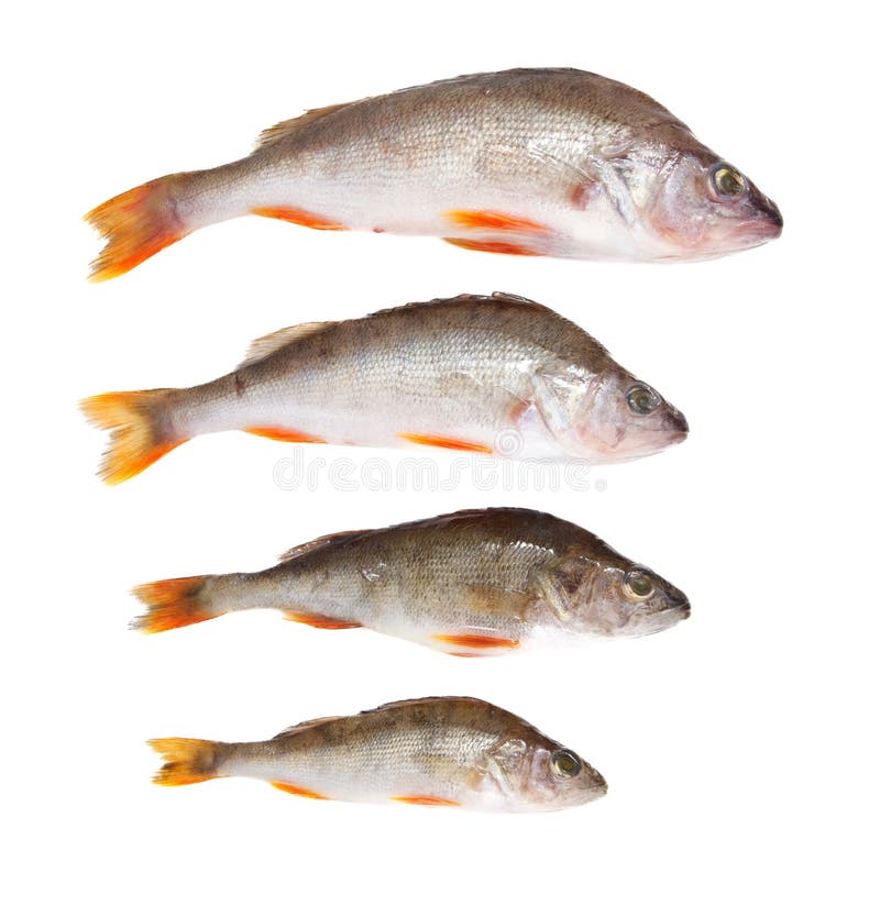 Four Fish are Shown in a Row, with the First Fish Being the Largest ...