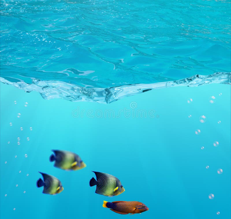 Four Fishes and Cay Under Blue Water Stock Photo - Image of animal ...