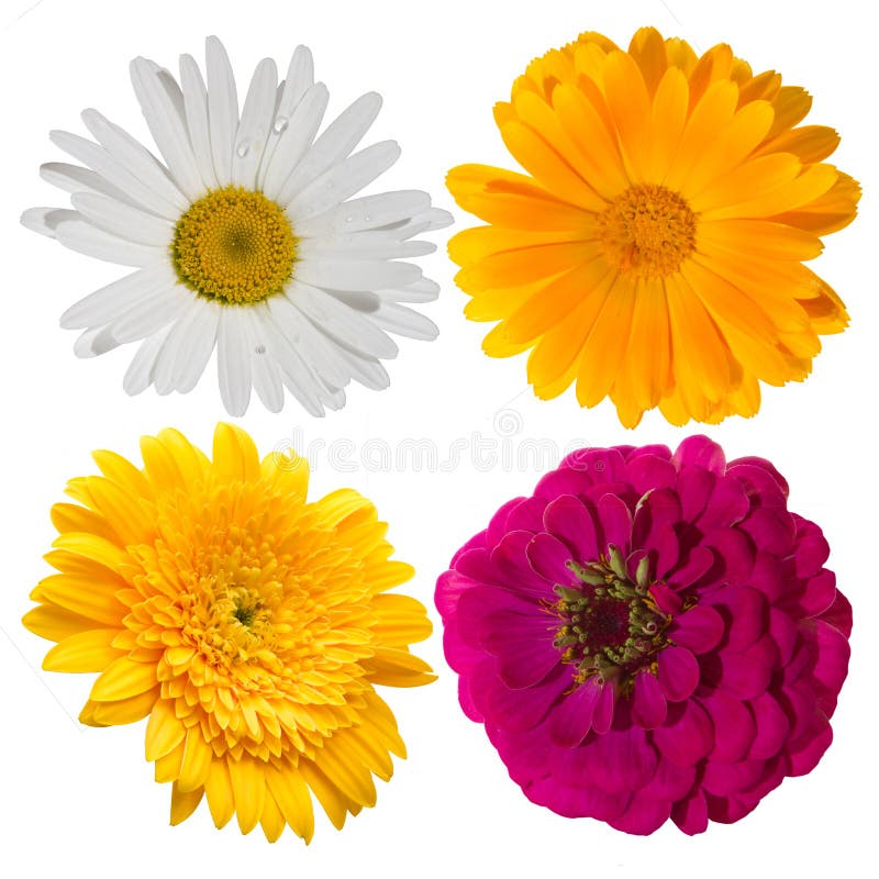 Set Of Four Flower Corners Isolated On White Stock Image - Image of ...
